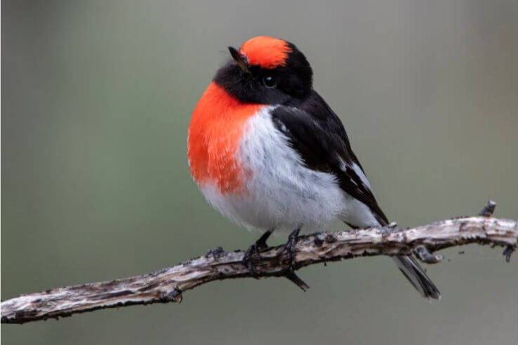 15 Amazing Birds With Red Chests (With Pictures)