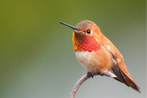14 Beautiful Birds With Orange Heads (With Pictures)