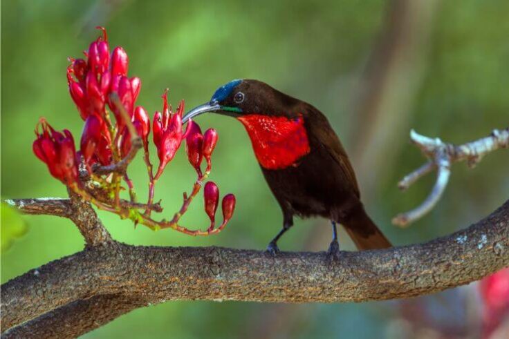 15 Amazing Birds With Red Chests (With Pictures)