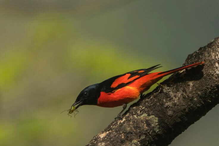 15 Amazing Birds With Red Chests (With Pictures)