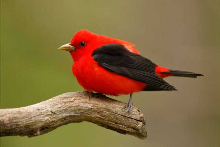 15 Amazing Birds With Red Chests (With Pictures)