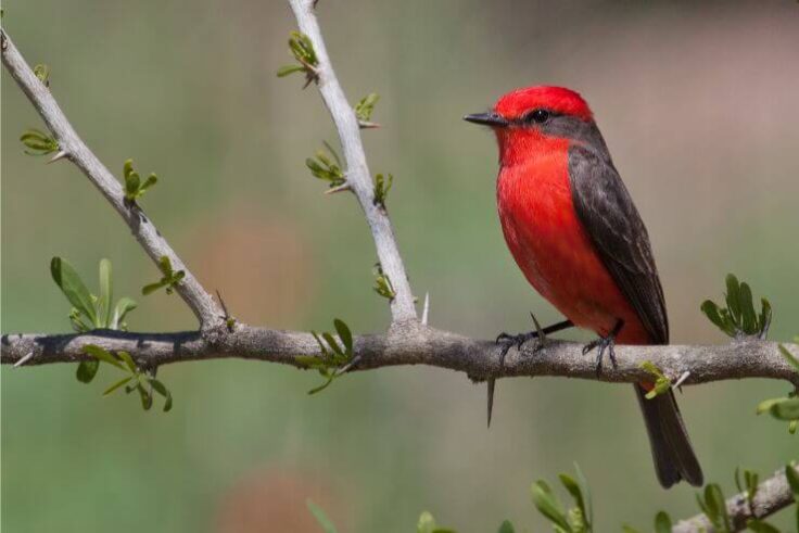 15 Amazing Birds With Red Chests (With Pictures)