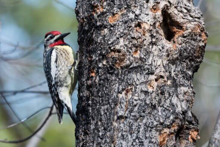 Birds of Alabama - Local Bird Guides and Visual ID