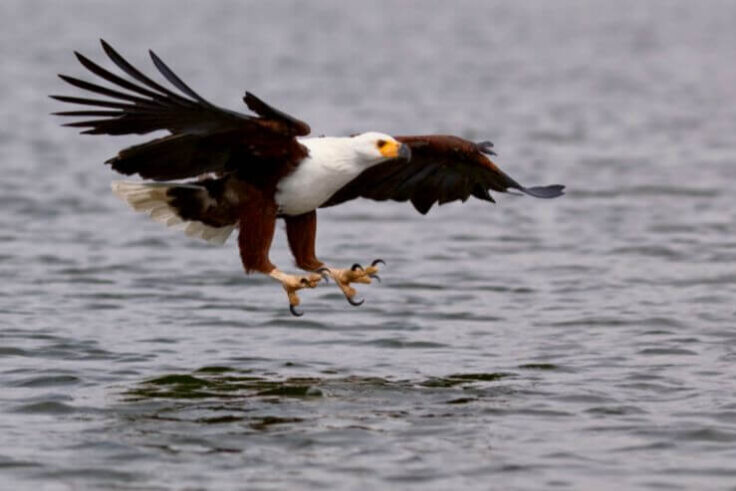 15 of The Most Beautiful Birds of Africa