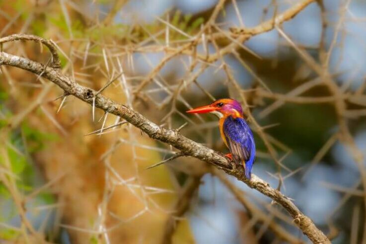 15 of The Most Beautiful Birds of Africa