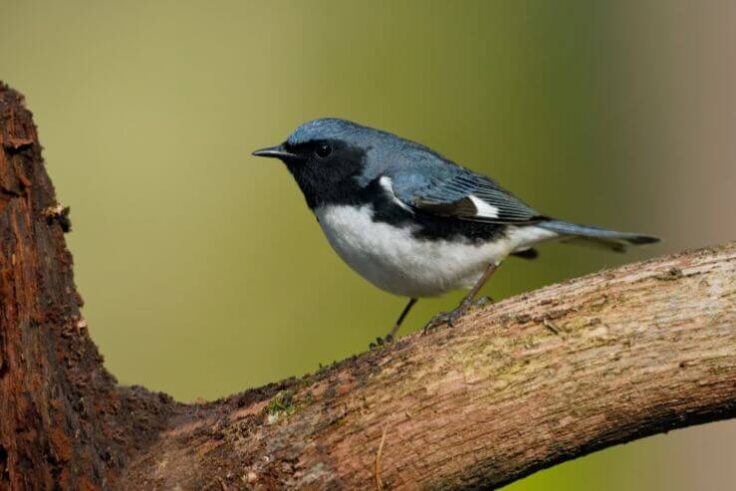 11 Types of Blue Birds of North America (With Pictures)