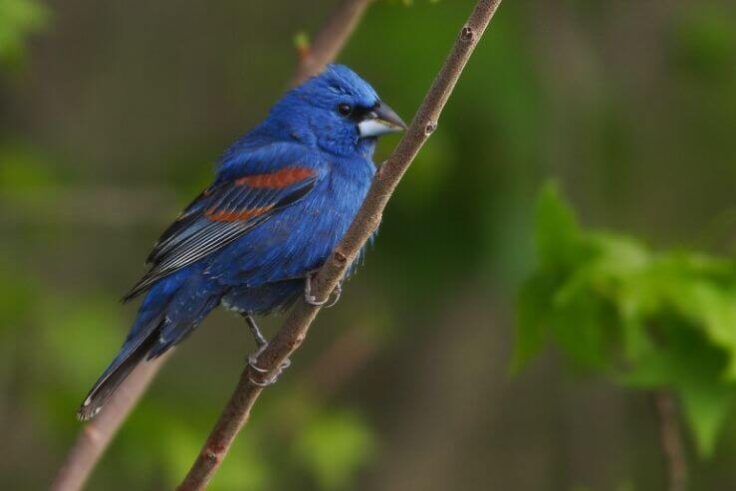 11 Types of Blue Birds of North America (With Pictures)