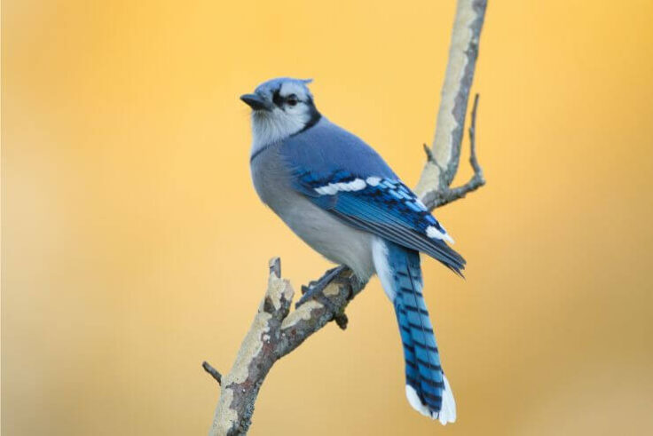 11 Types of Blue Birds of North America (With Pictures)
