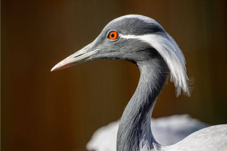 12 Splendid Birds With Hair (With Pictures)