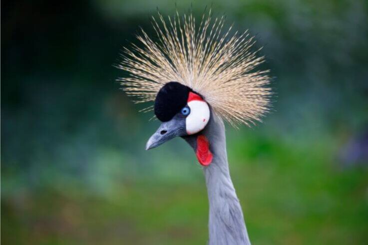 12 Splendid Birds With Hair (With Pictures)
