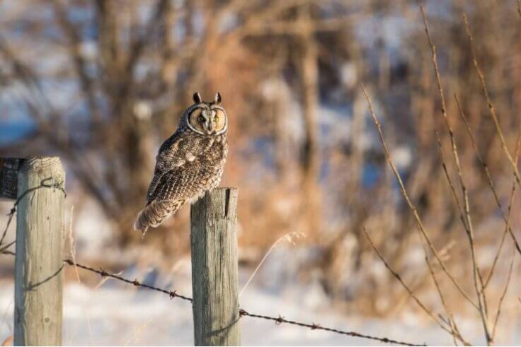 7 Owls in Arkansas (With Pictures)
