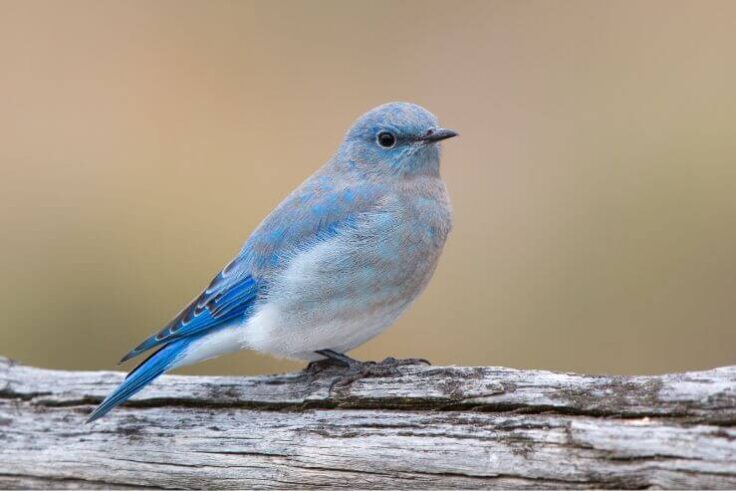 11 Types of Blue Birds of North America (With Pictures)