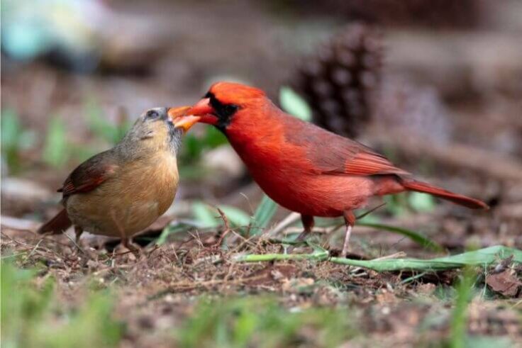 10 Beautiful Red Birds in Florida (With Pictures)
