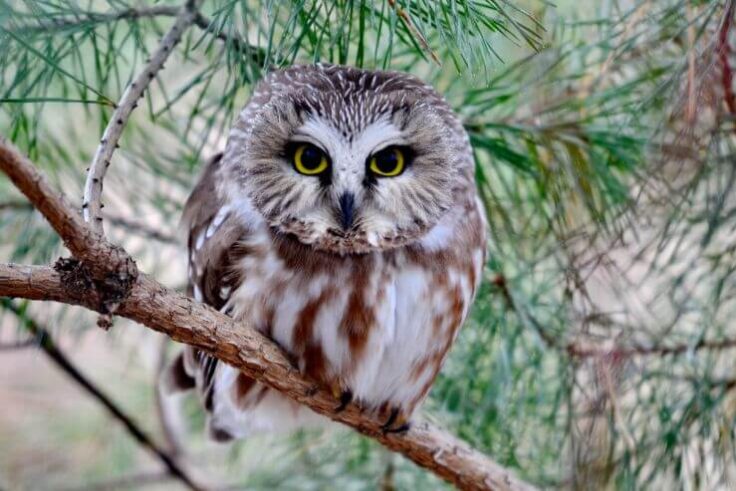 14 Owls of Oregon