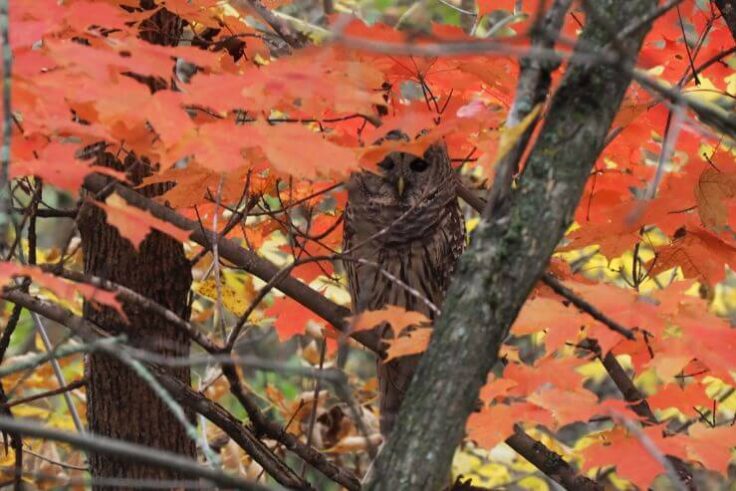 14 Owls of Oregon