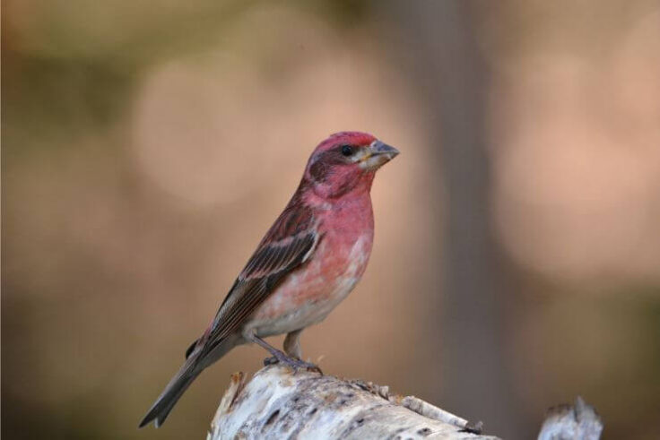 10 Beautiful Red Birds in Florida (With Pictures)