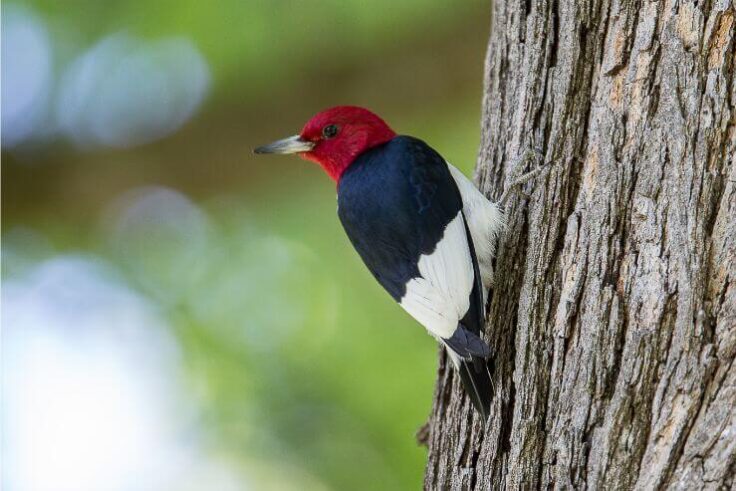 10 Beautiful Red Birds in Florida (With Pictures)
