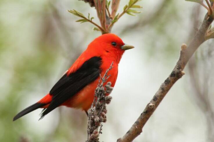 10 Beautiful Red Birds in Florida (With Pictures)