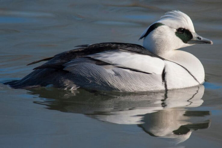 12 Splendid Birds With Hair (With Pictures)