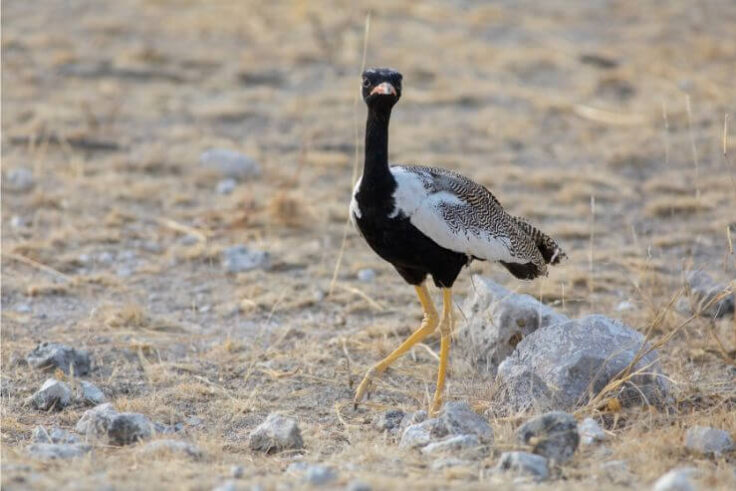 Birds of South Africa