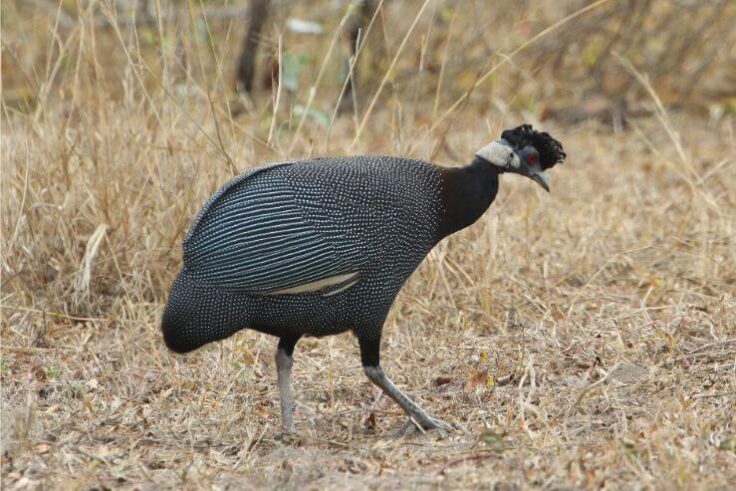 12 Splendid Birds With Hair (With Pictures)