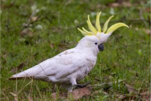 12 Splendid Birds With Hair (With Pictures)