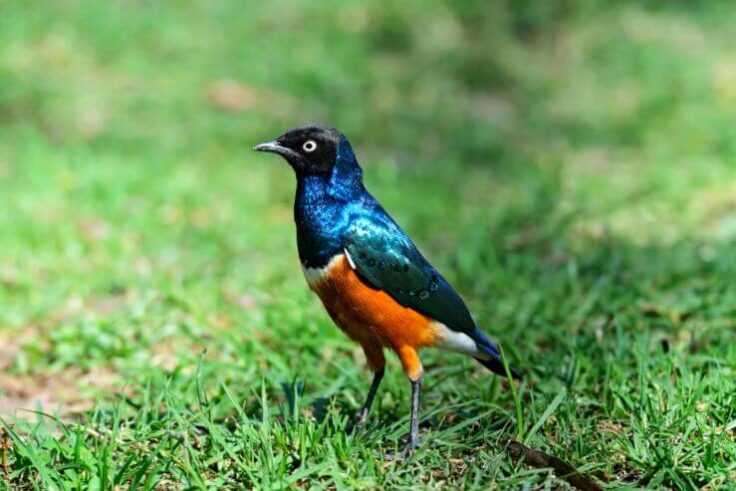 15 of The Most Beautiful Birds of Africa