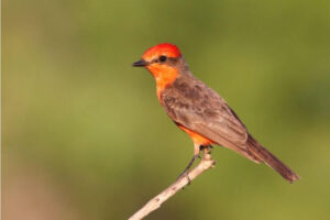 10 Beautiful Red Birds in Florida (With Pictures)