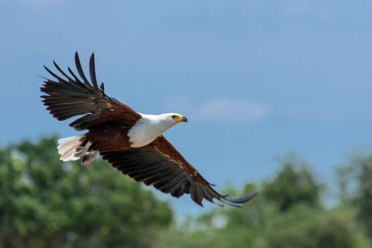 Africa’s Birds of Prey (With Pictures)