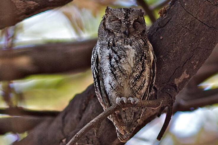 The Owls of Africa