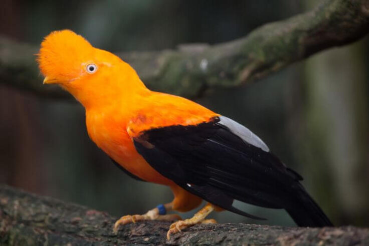 14 Beautiful Birds With Orange Heads (With Pictures)