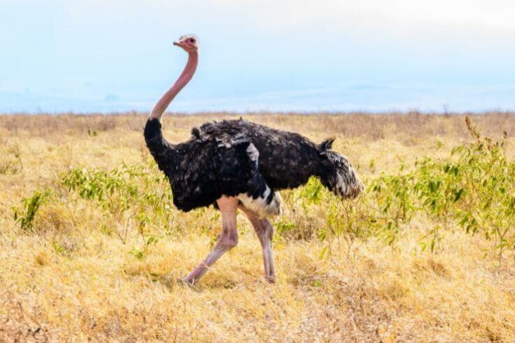 Safari Birds of South Africa