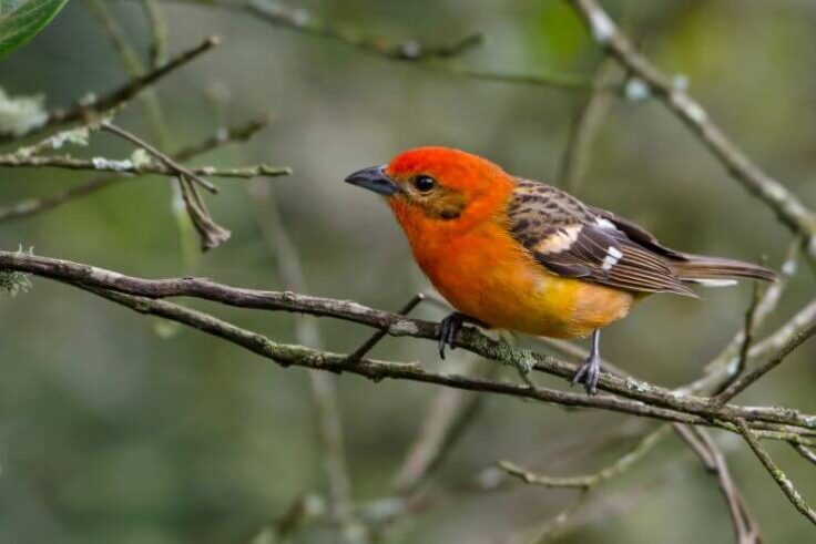 14 Beautiful Birds With Orange Heads (With Pictures)