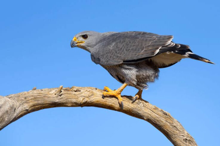 12 Hawks in Arizona (With Pictures)