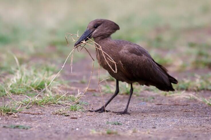 Safari Birds of South Africa