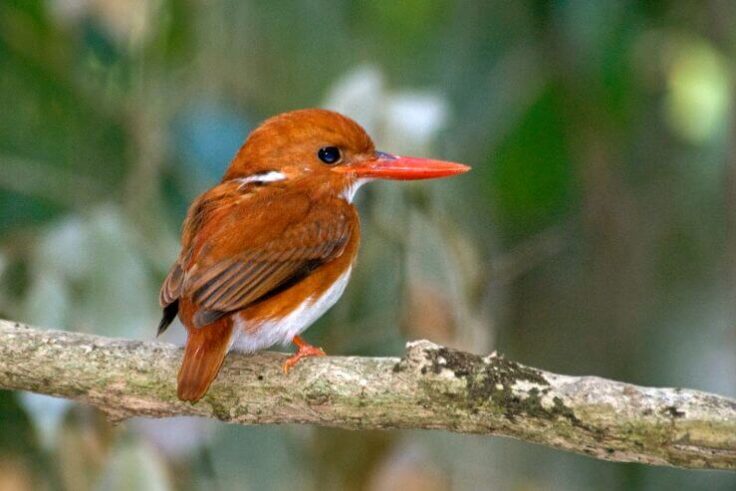 14 Beautiful Birds With Orange Heads (With Pictures)