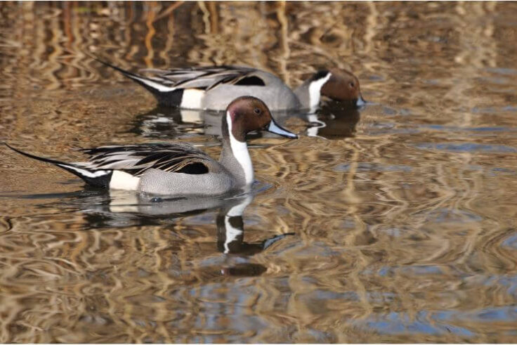 27 Ducks in Maine (With Pictures)