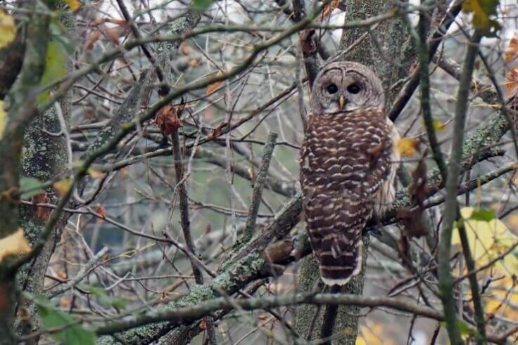 14 Owls in California