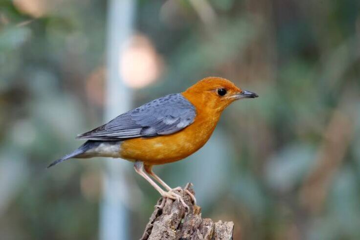 14 Beautiful Birds With Orange Heads (With Pictures)