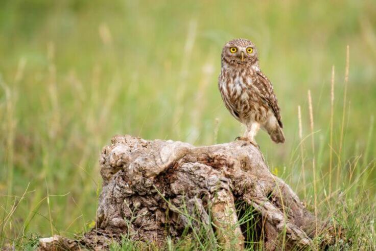 The Owls of Africa