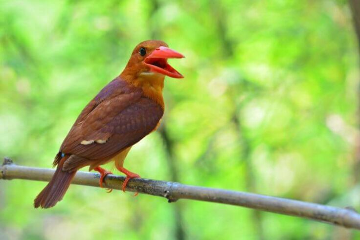 14 Beautiful Birds With Orange Heads (With Pictures)