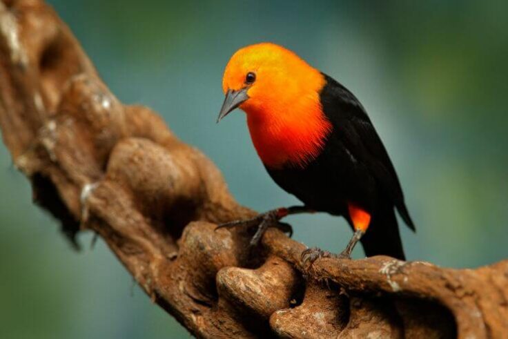 14 Beautiful Birds With Orange Heads (With Pictures)