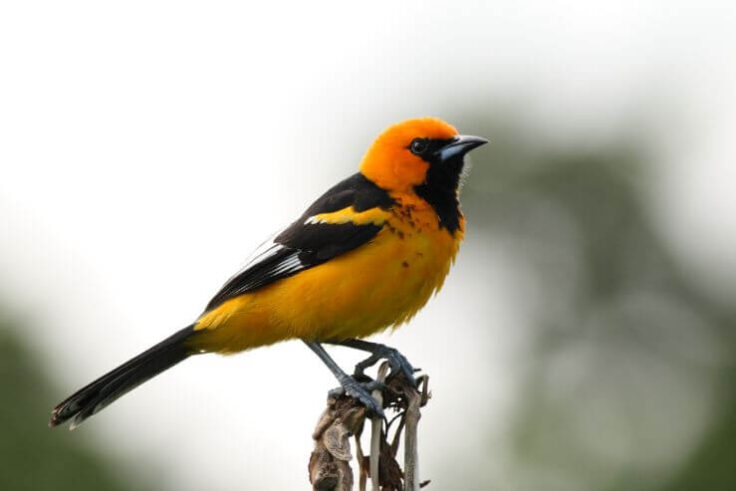 14 Beautiful Birds With Orange Heads (With Pictures)