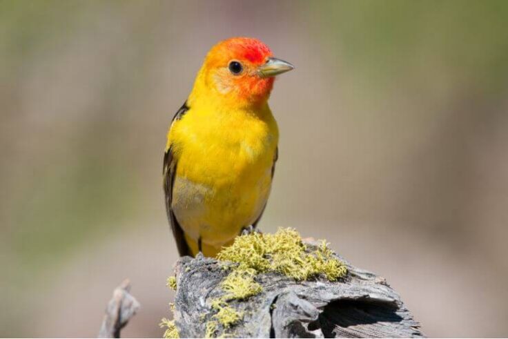 14 Beautiful Birds With Orange Heads (With Pictures)