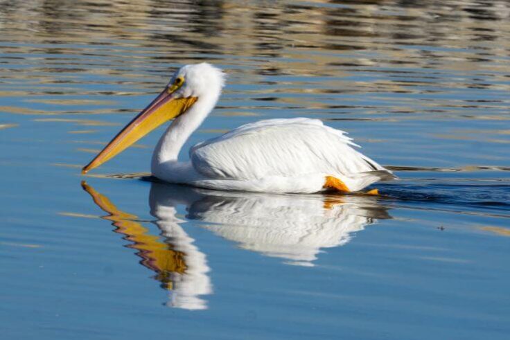 11 White Birds with Long Beaks of North America (With Pictures)