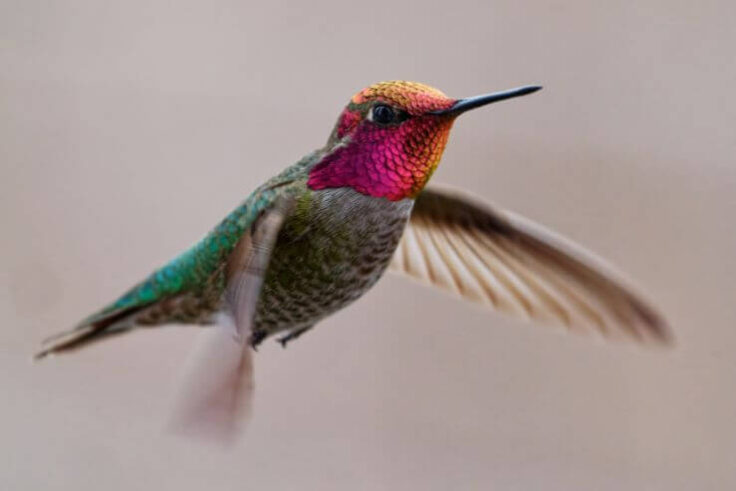 9 Hummingbirds in California (With Pictures)