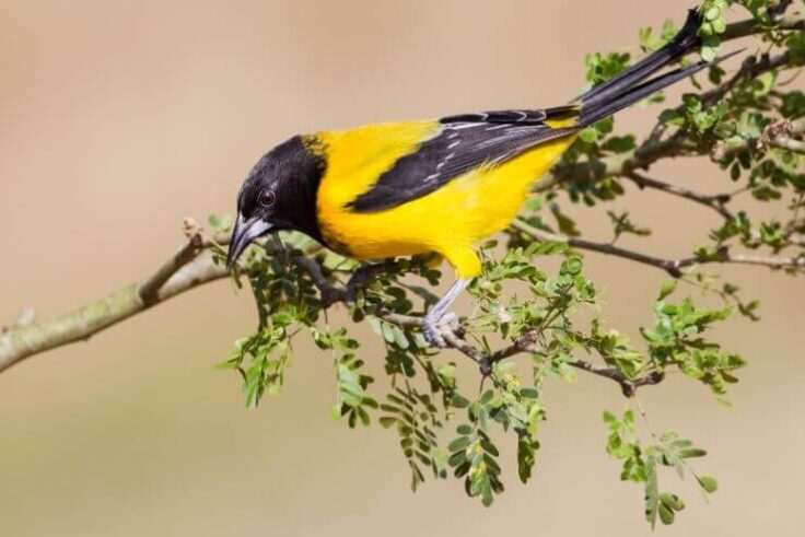 13 Beautiful Birds With Yellow Bellies (With Pictures)