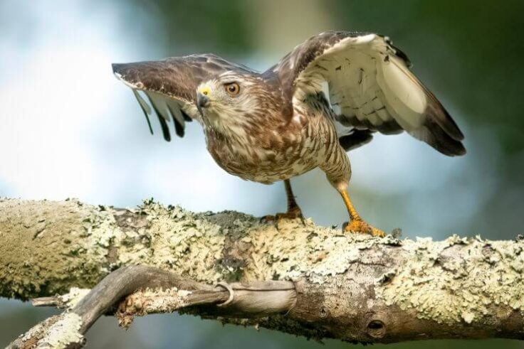 Hawks in Alabama (With Pictures)