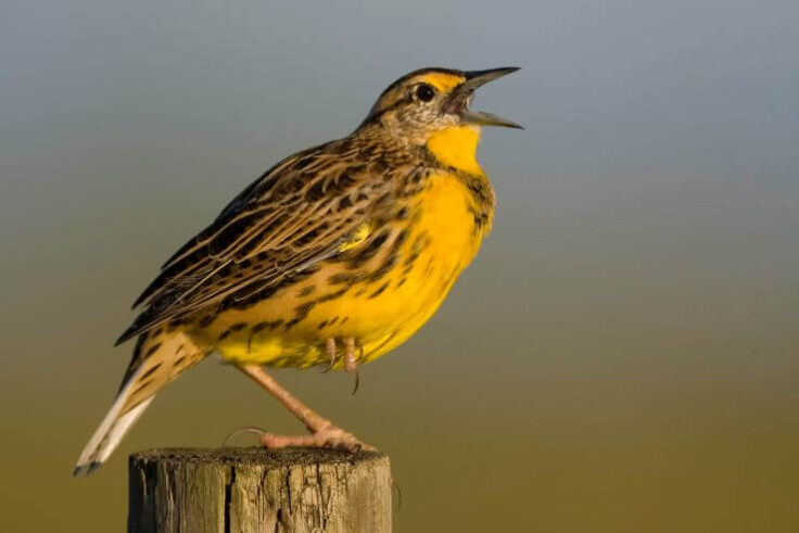 13 Beautiful Birds With Yellow Bellies (With Pictures)