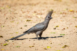 17 Garden Birds of South Africa (With Pictures)